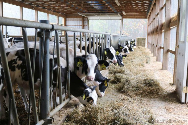 Home, Revisited: My Ohio Dairy Adventure - Two Healthy Kitchens